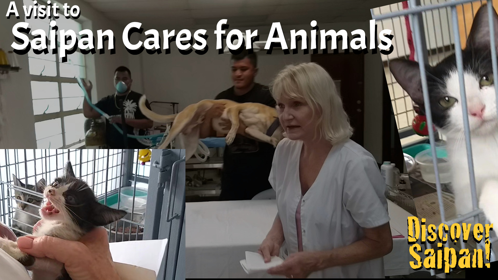 A visit to Saipan Cares for Animals in this Year of the Cat! – Discover ...